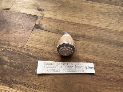 Conus Parvulus - Conidae Sea Shell - Collector Specimen Shells | eBay