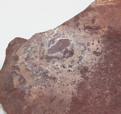 Panzerfisch, Pteraspis sp., Devon, Bearthooth Butte, Wyoming, USA-b397 ...