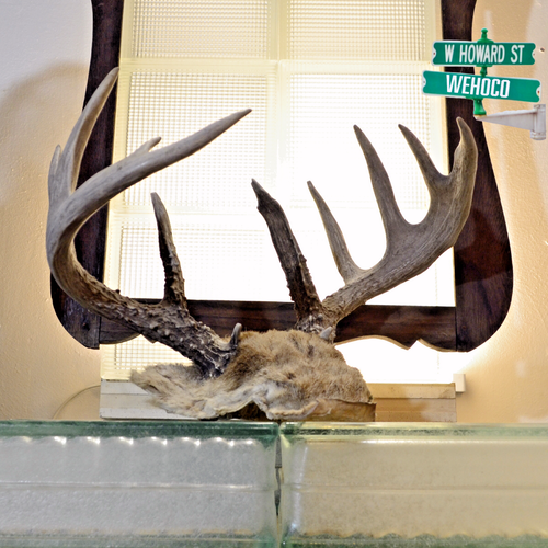 10 Point Minnesota Whitetail Buck Deer Antlers Rack Partial Skull | eBay