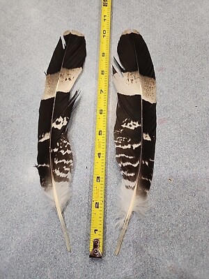 XBV65 Pr Pen Raised African Harrier Hawk (Polyboroides Typus) Tail ...