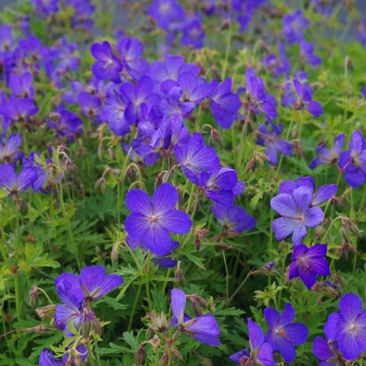 Blue Perennial Geranium Perennial Geraniums