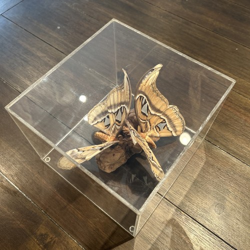 Real Atlas Moth Pair Taxidermy in Clear Acrylic Cube Display Entomology ...