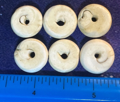 (6) BIG Original Cherokee Indian Conch Shell Trade Beads Artifacts Pre ...