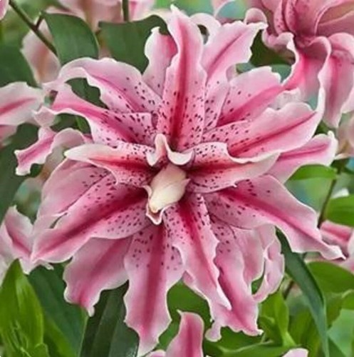 ROSE LILY~MAGIC STAR~FLOWER BULBS~DOUBLE STARGAZER ROSE LILIES~SWEETLY ...