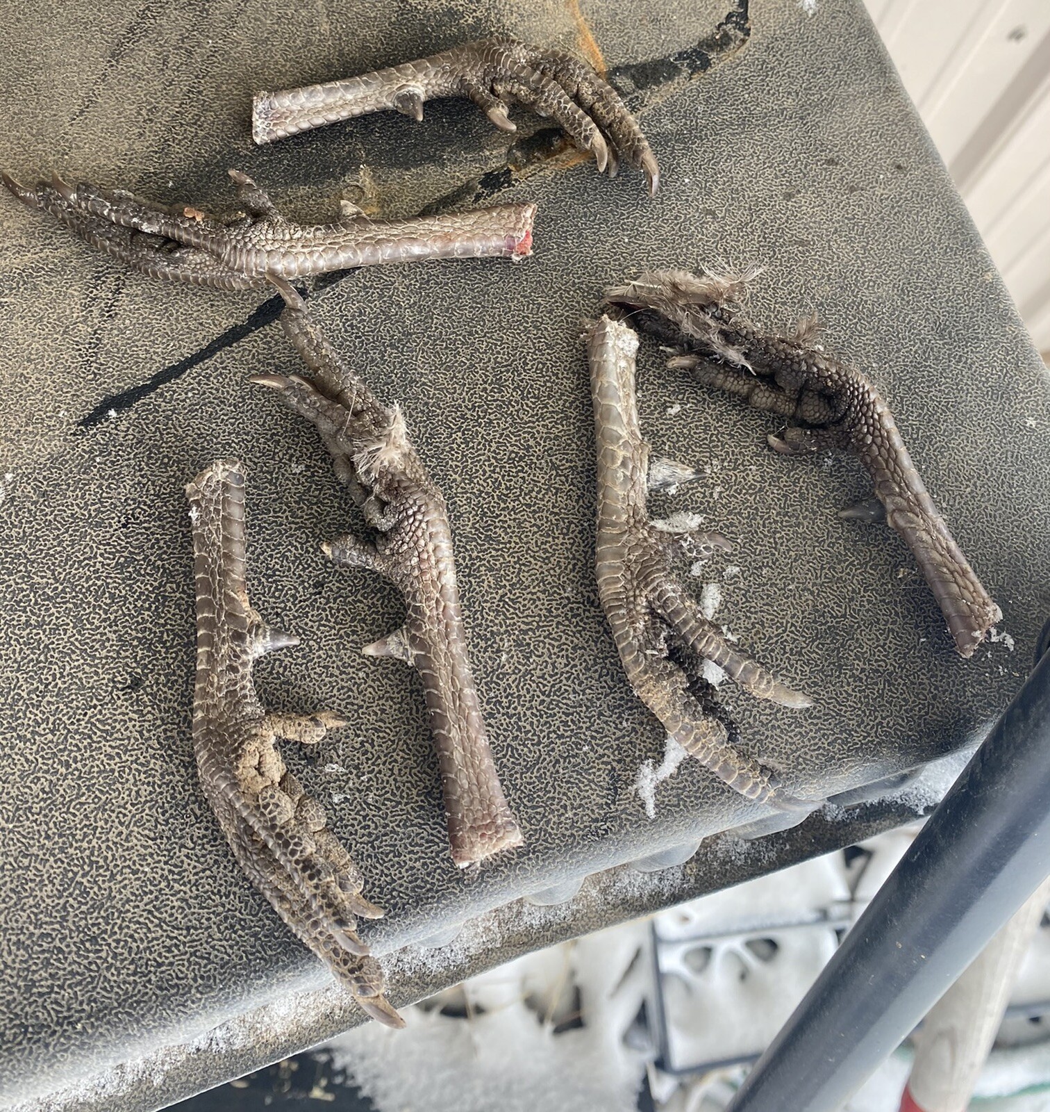 Ringneck Pheasant Feet Rooster Spurs Legs Toes Lot Of 6 Taxidermy Claws ...