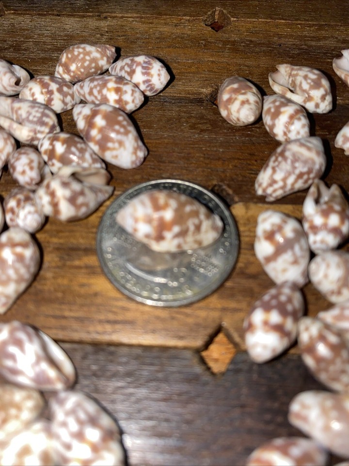 50 Lot Hawaiian Miter Sea Shell From Big Island Hawaii Perfect For ...