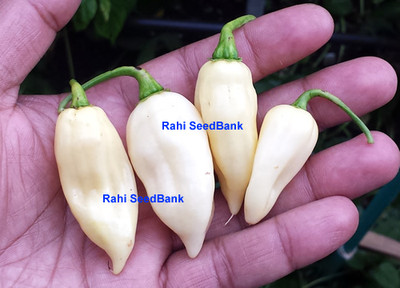 RARE Fatalii White Chilli - A Catastrophic & Ridiculously Hot Chilli ...