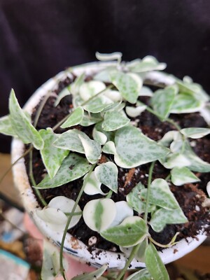 Variegated String Of Arrows Propagation Cup, Rare String Plant, US ...