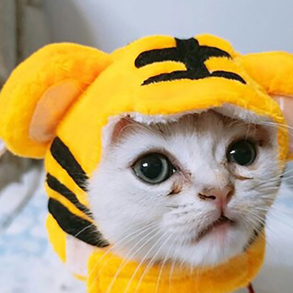 Pet Hat Light Weight Polyester Soft Comfortable Cute Cat Cap For Cats ...