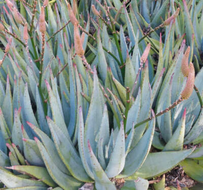 Aloe petricola | Stone Aloe | Rock Aloe - - Aloe di pietra | Aloe ...