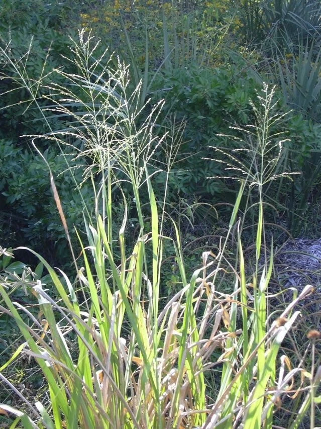 Panicum Maximum