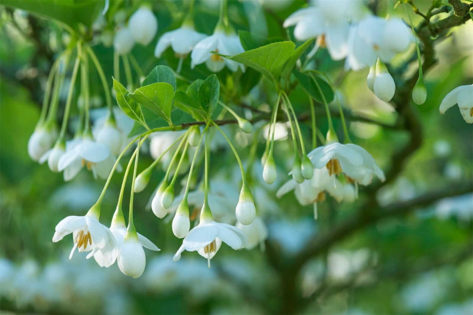 Halesia diptera TWO WING SILVERBELL TREE Seeds! | eBay