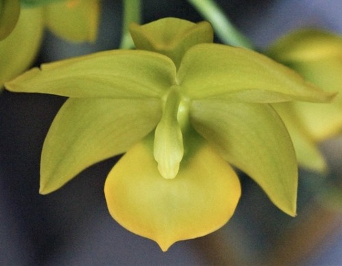Cyc Jumbo Puff Bloom size Multi growth | eBay