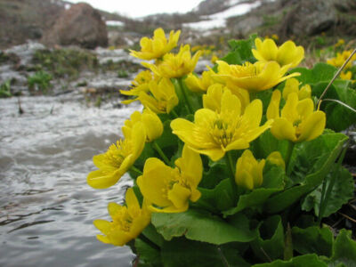 Giant Marsh Marigold Pond Marginal Plant Kingcup Bog Water Caltha ...