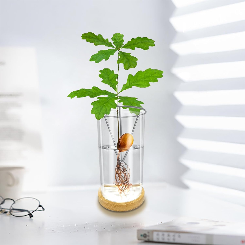 Glass Acorn Sprouting Seed Starter Vase - Acorns Tree Growing Kit with ...