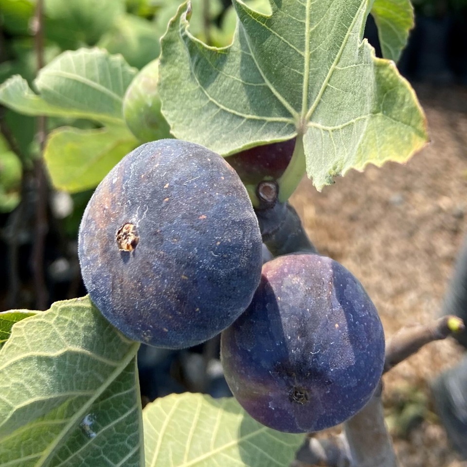 Grafted BLACK BURSA DÜRDANE FIG FROM TURKEY | eBay