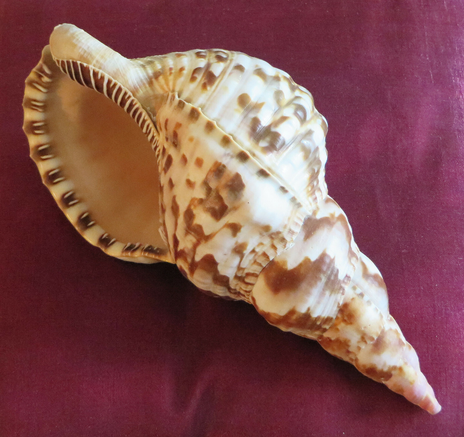 Charonia Variegata Triton Trumpet Seashell Shell | eBay