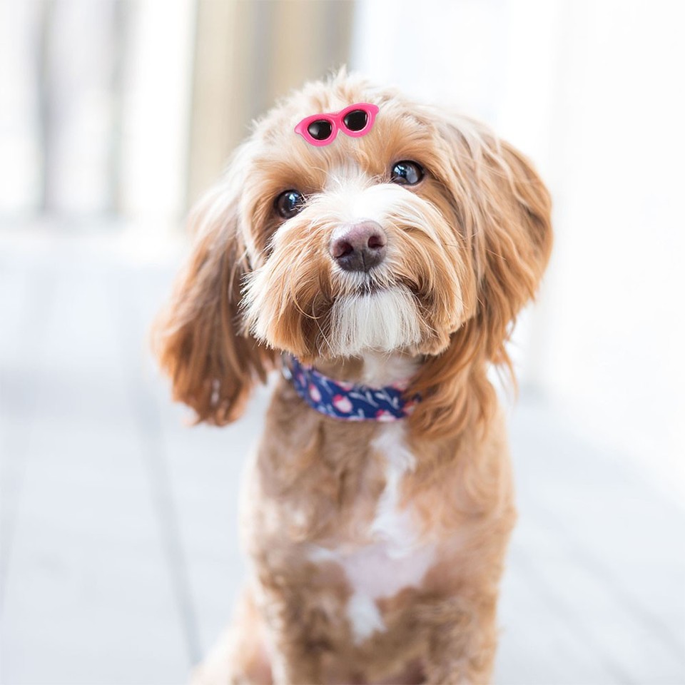 12Pcs Sunglasses Hairpins Lovely Dog Hairpins Plastic Pet Headdress Pet ...