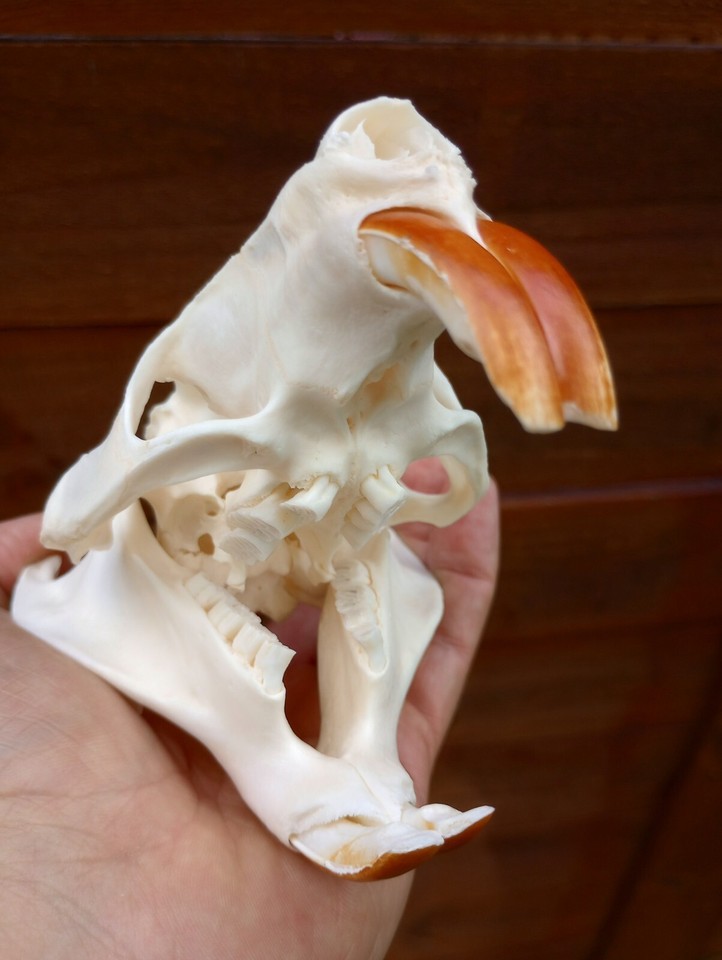 Real Skull Beetle cleaned Skull / Grade A Nutria Skull / Animal Mount ...