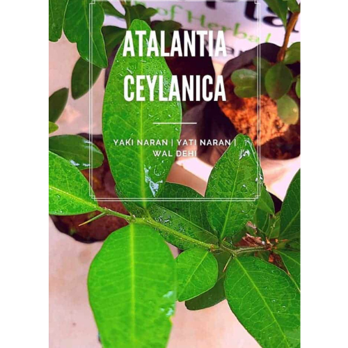 Atalantia Ceylanica Leaf Powder 100g Wild Lemon 100% Organic Yaki Naran ...