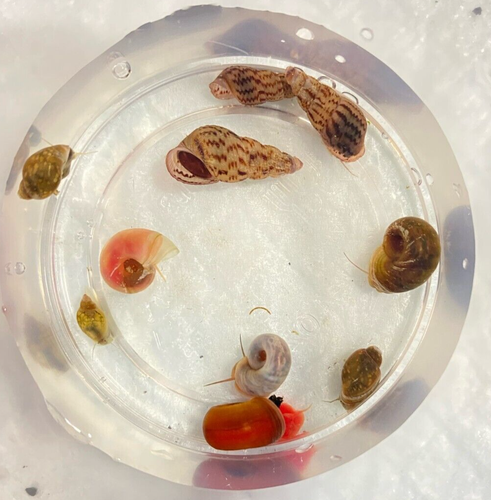 Ramshron/ Snail Trump Snail/ Pond Snail Designer Live Snails Freshwater ...