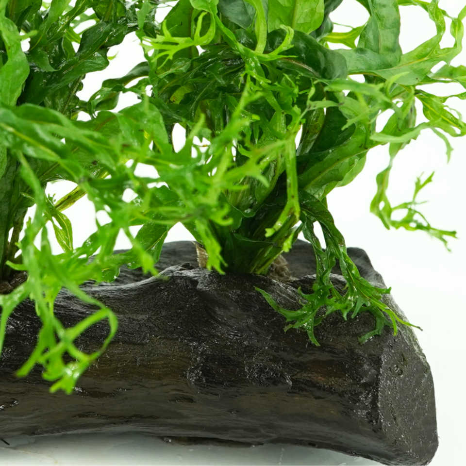 Microsorum Windelov On Driftwood (M) Live Plants Decoration Freshwater ...