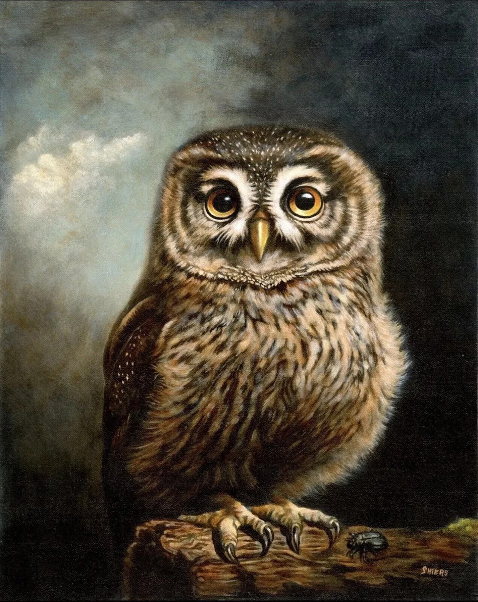 Owl Artist