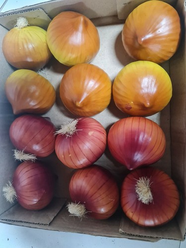 12 X Artificial Onions Fake Vegetables, fruit real look, lifelike size ...