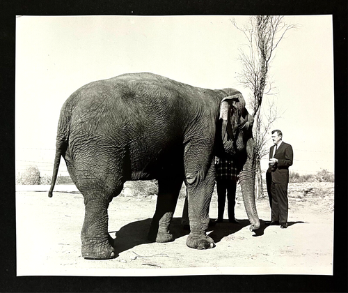 1960s Circus Elephant Harness Training Men Trainers Vintage Press Photo ...