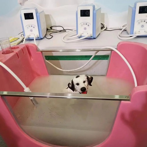 Pet Wash Machine Cat Dog SPA Bathing Machine Eterinary Equipment Pet ...