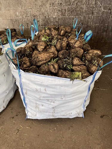 Enermax High Energy Fodder Beet For Cows Sheep Pigs Horses Feed ...