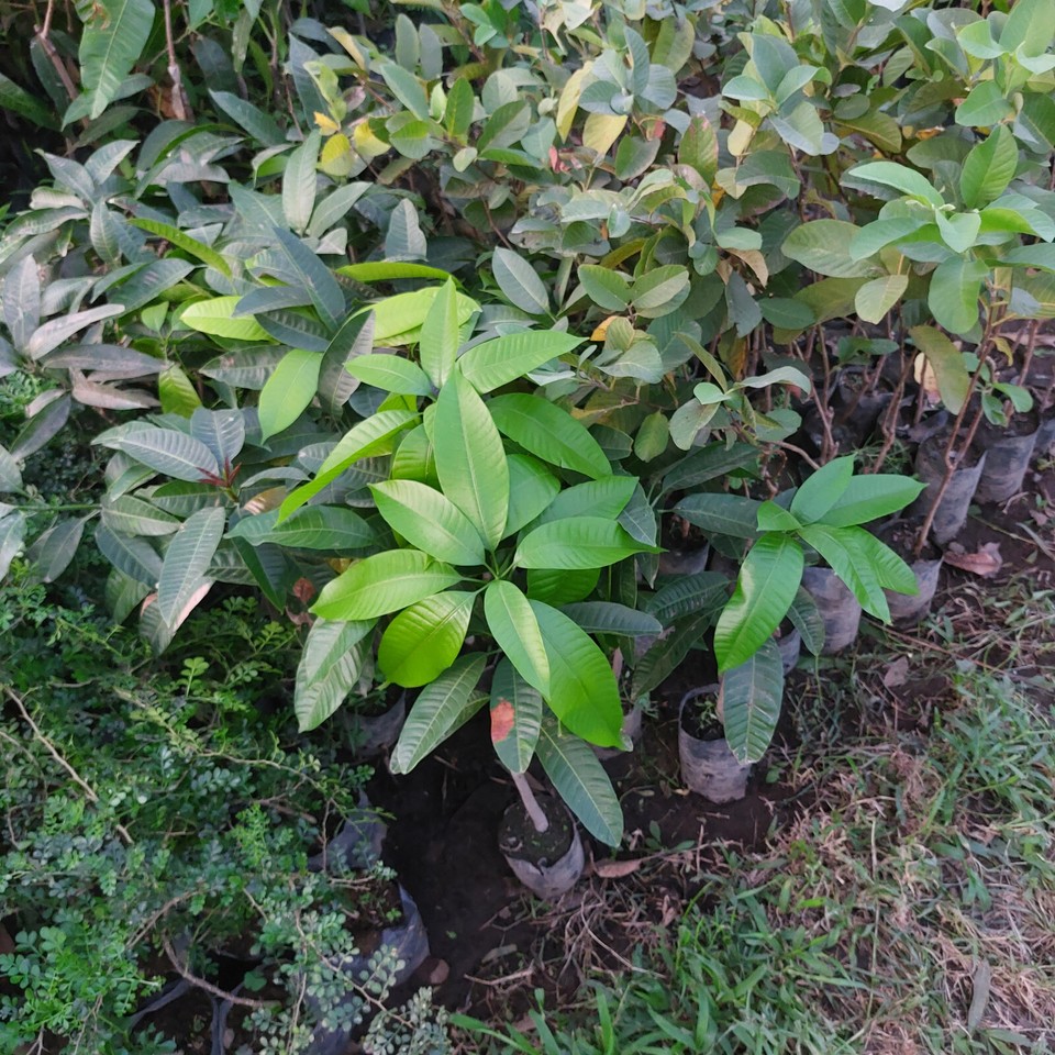 Grafted Mangifera Miyazaki Mango Fruit Tree Free Phytosanitary | eBay