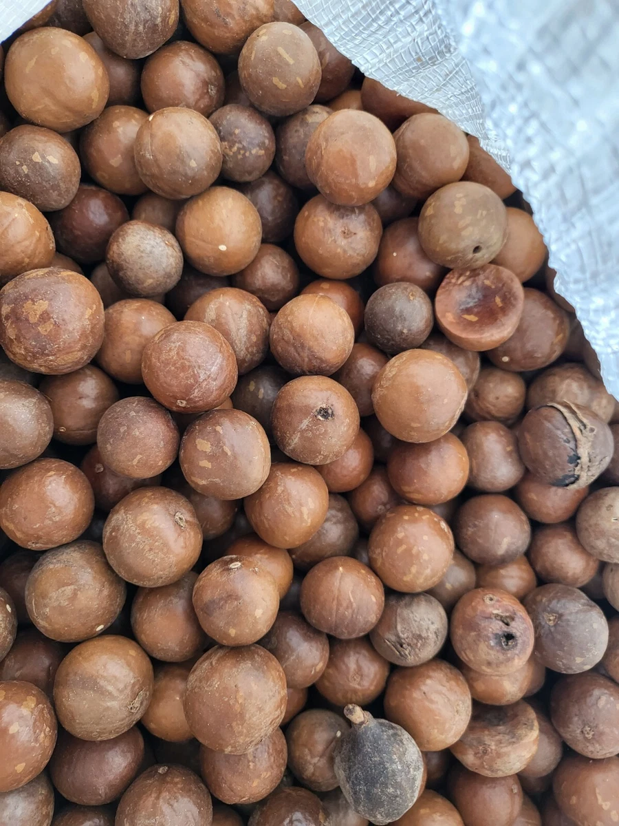 Macadamia Nut Shell