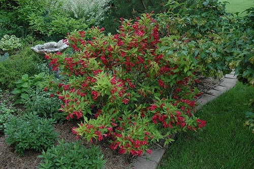 RED PRINCE WEIGELA LIVE PLANT 4 INCH POT SIZE Weigela florida 'Java Red ...