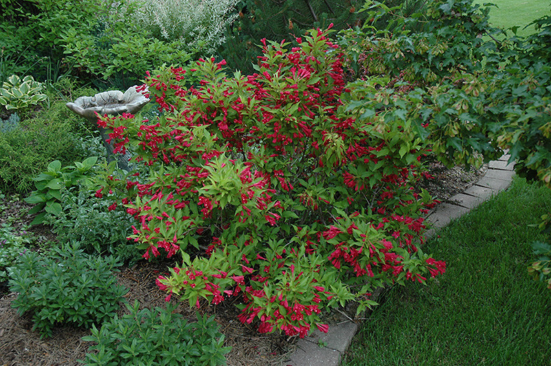 RED PRINCE WEIGELA LIVE PLANT 4 INCH POT SIZE Weigela florida 'Java Red ...