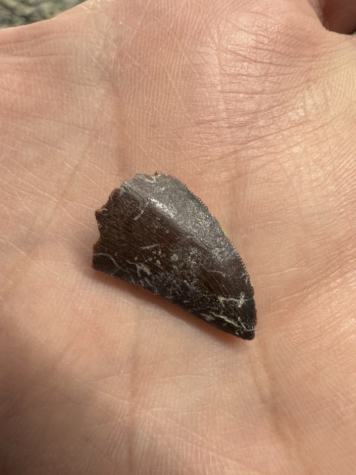 Timurlengia? Tyrannosaur Therapod Tooth Fossil Bissekty Fm Uzbekistan ...