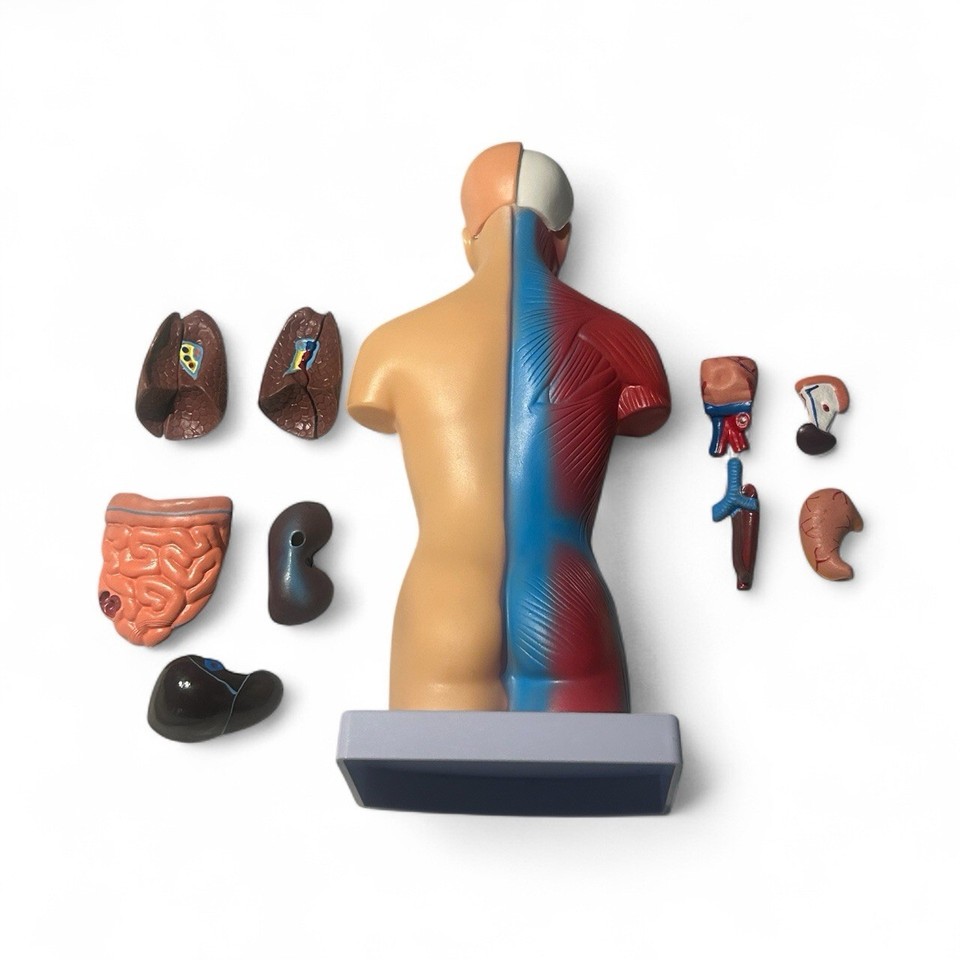 Human Torso Body Model Anatomy Anatomical Medical Internal Organs for ...