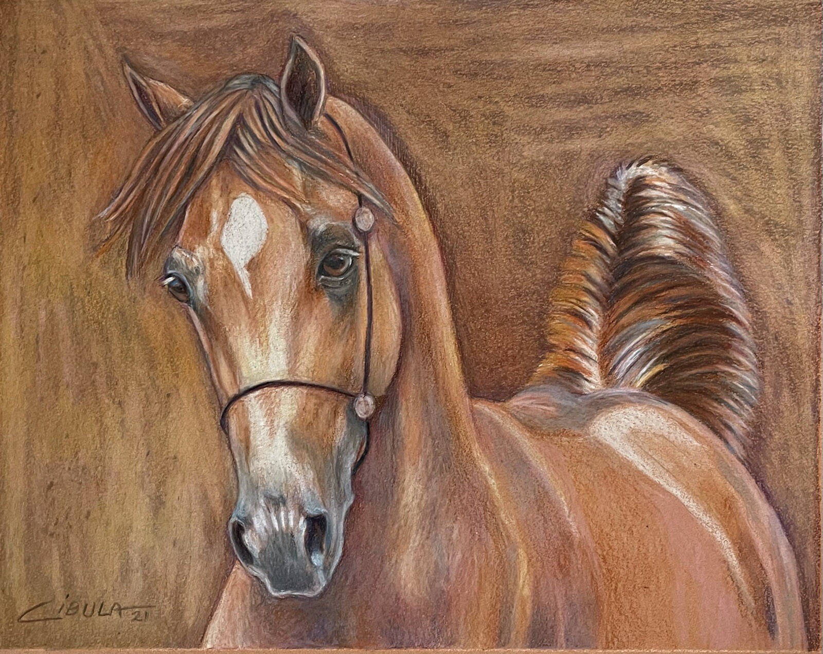 How To Draw Arabian Horse