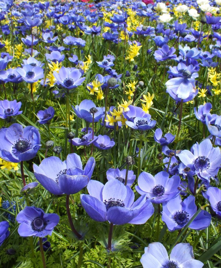 BLUE POPPY ANEMONE FLOWER BULBS EASY TO GROW PERENNIAL PLANTS SPRING ...