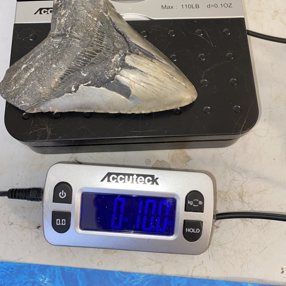 MEGALODON SHARK TOOTH 5.20” HUGE TEETH MEG SCUBA DIVER DIRECT FOSSIL NC ...
