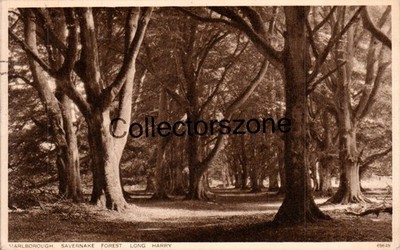 1943 Marlborough Wiltshire Savernake Forest Long Harry Printed Postcard ...