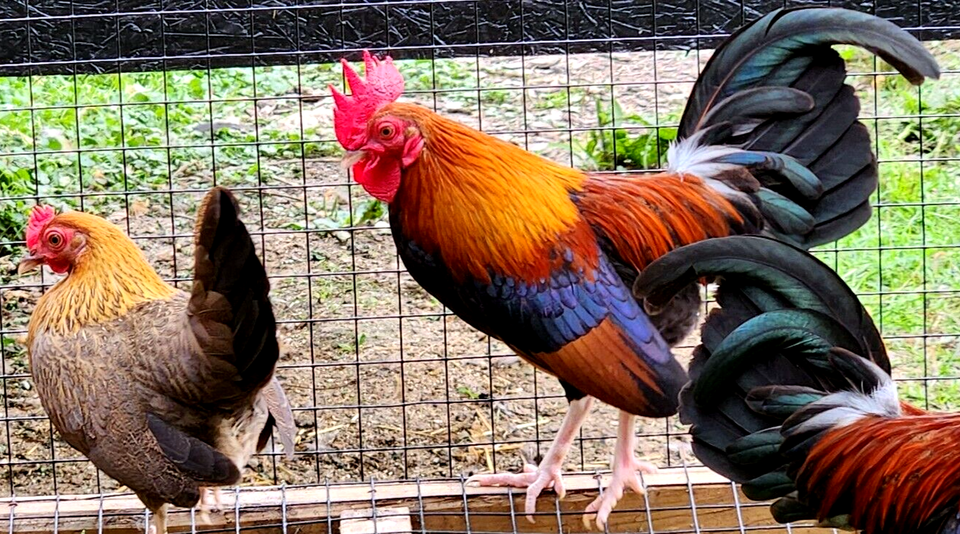 6 NPIP/AI CLEAN BB RED Old English Game Bantam Hatching Eggs SHOW ...