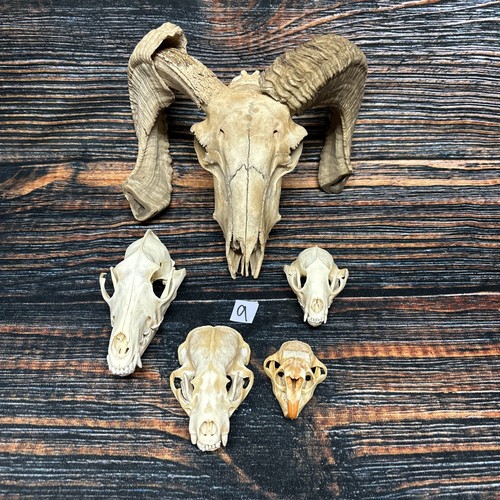 Real 5 Lot Animal Skulls Coyote Ram Raccoon Badger Sheep Mount Craft ...