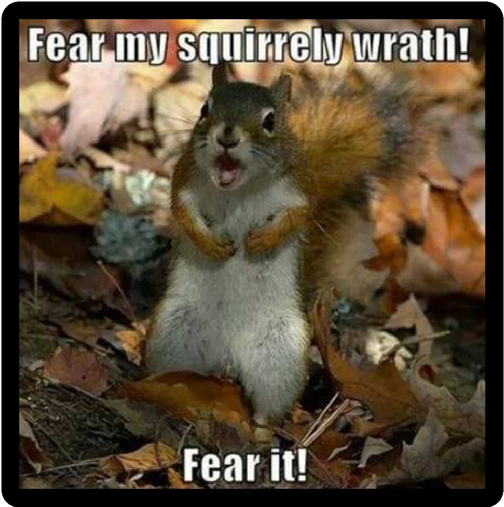 Angry Squirrel Memes Everything Under The Sun, Including Squirrels