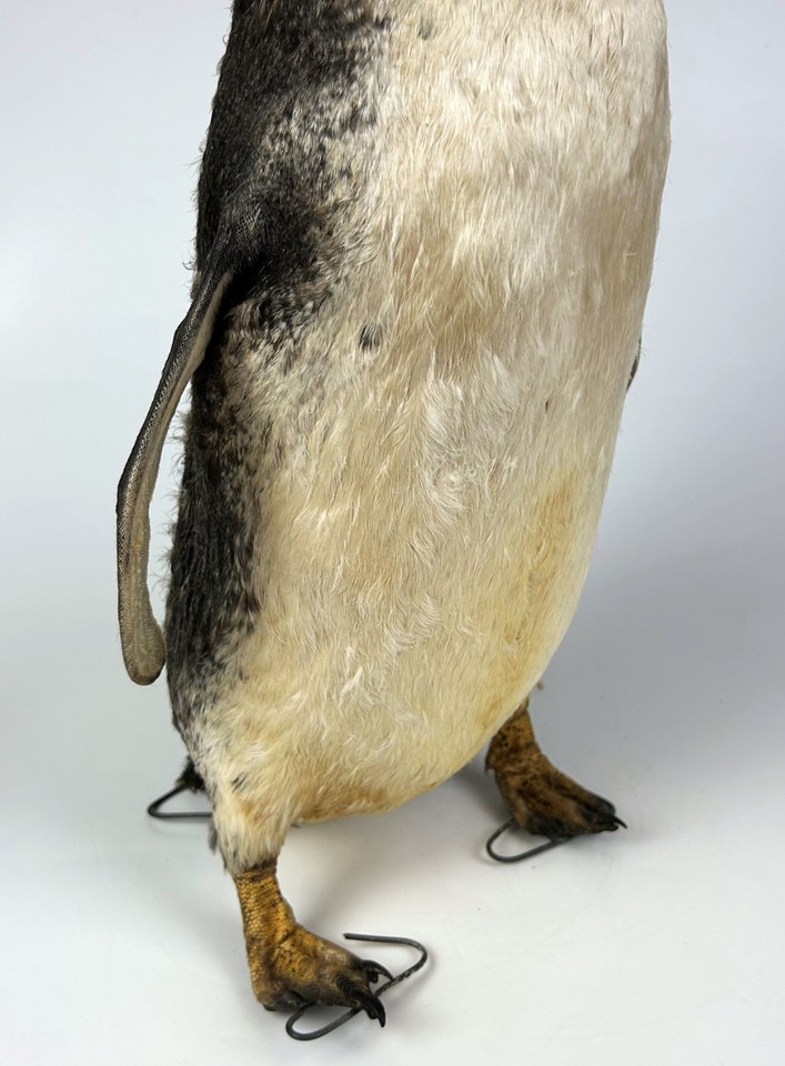 Superb Antique Taxidermy Magellanic Penguin - Rare Victorian Arctic ...