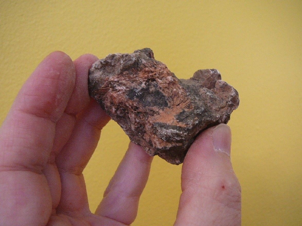 (PP506-11) 3 oz Real Fossil Crocodile croc POOP doo doo Triassic era ...