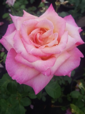 KORDES PERFECTA Everblooming Hybrid Tea Rose 3 Gal Live Bush Plants ...
