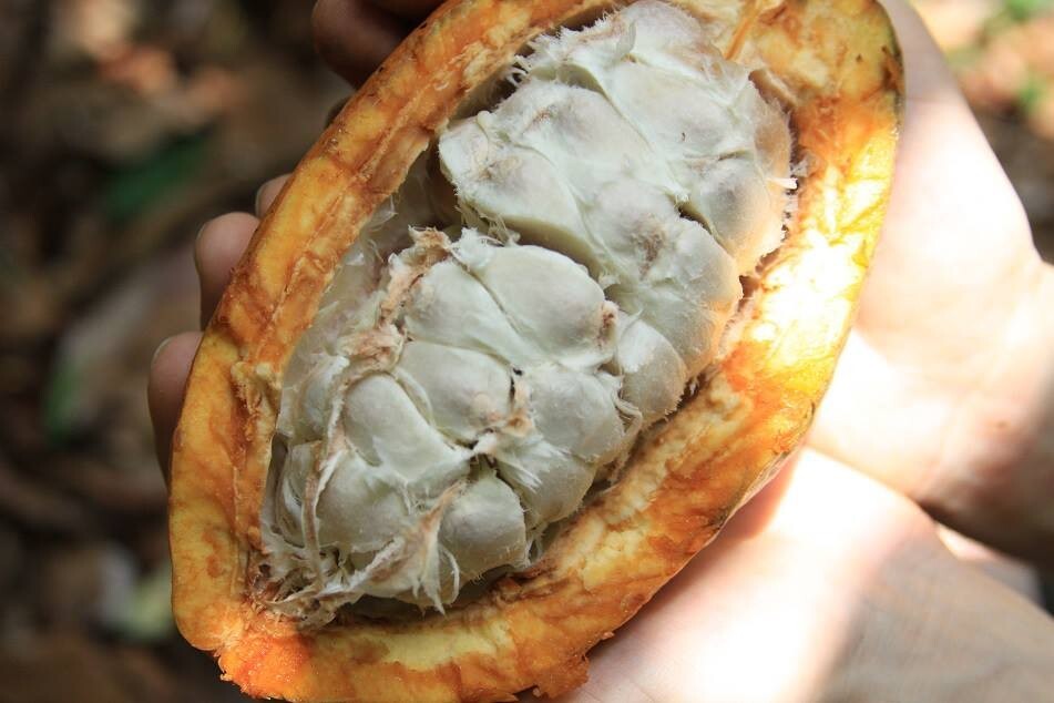 Unroasted Costa Rican Cacao / Cocoa Beans | eBay