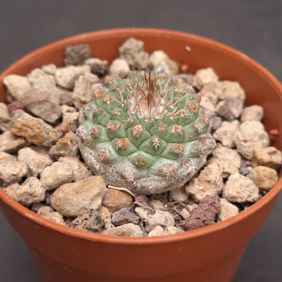 Strombocactus pulcherrimus (Mexico) PLANT cod. ebay-Y035 | eBay