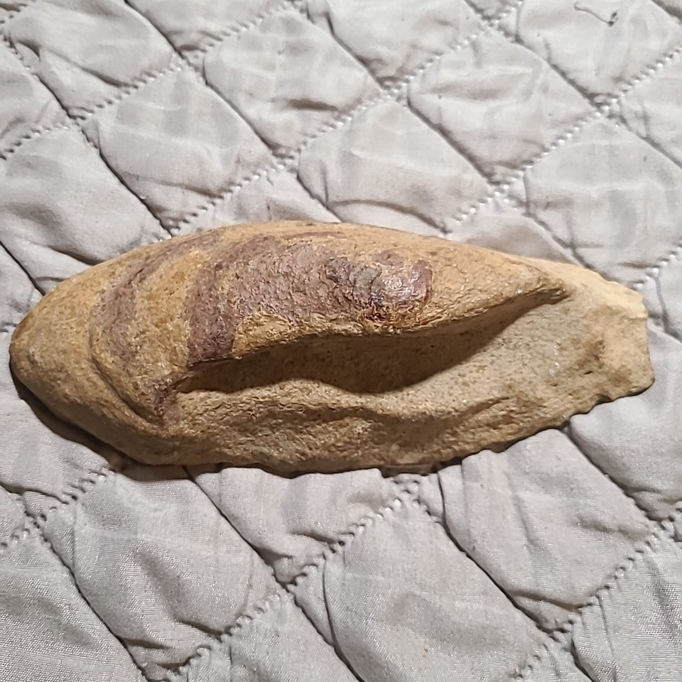 Rare living fish fossil specimen, the scale texture is clearly visible ...